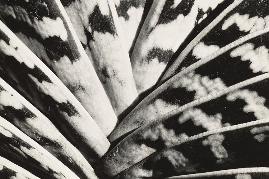 f64 Group and the Western View Through the Lens | WideWalls